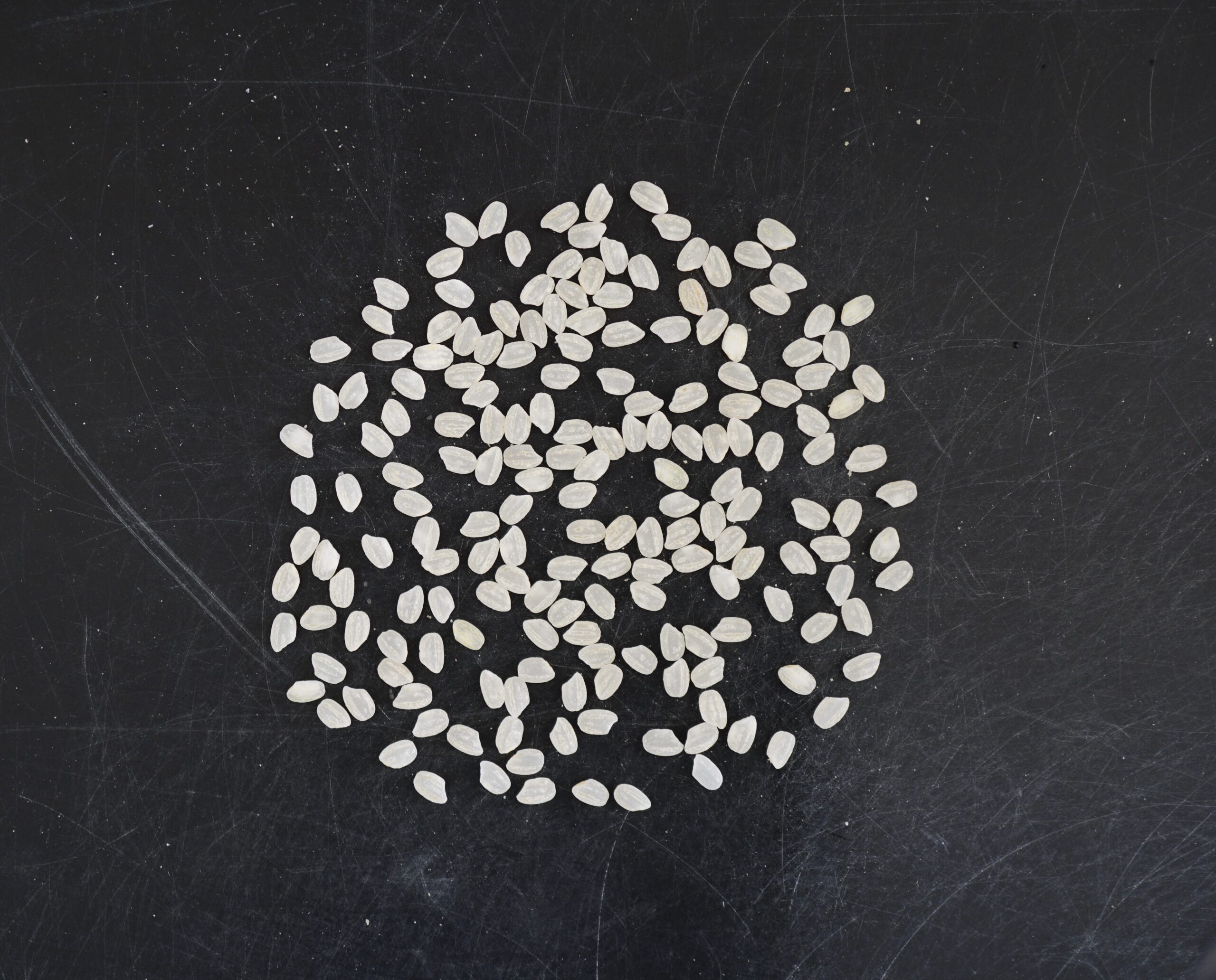 CELLINI : RISOTTO | Ricettario di ricette di riso italiano